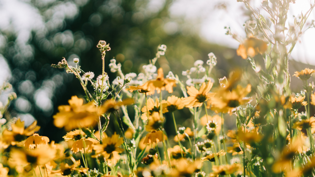 The Secret to Simple Living: Embracing Nature - Borealis Mom