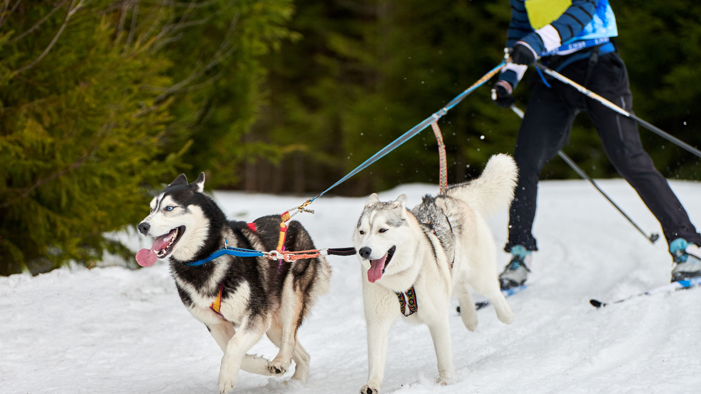 How To Begin Skijoring With Your Dog - Borealis Mom