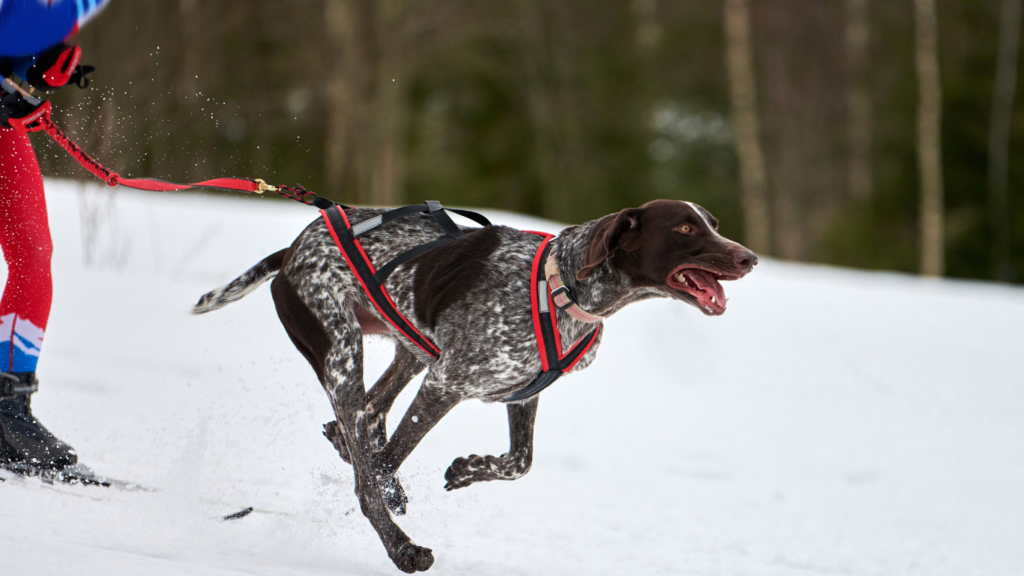 How To Begin Skijoring With Your Dog - Borealis Mom