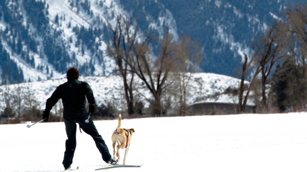 How To Begin Skijoring With Your Dog - Borealis Mom
