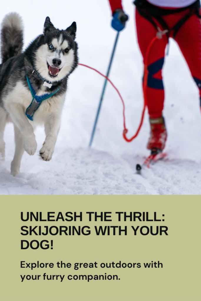 How To Begin Skijoring With Your Dog - Borealis Mom