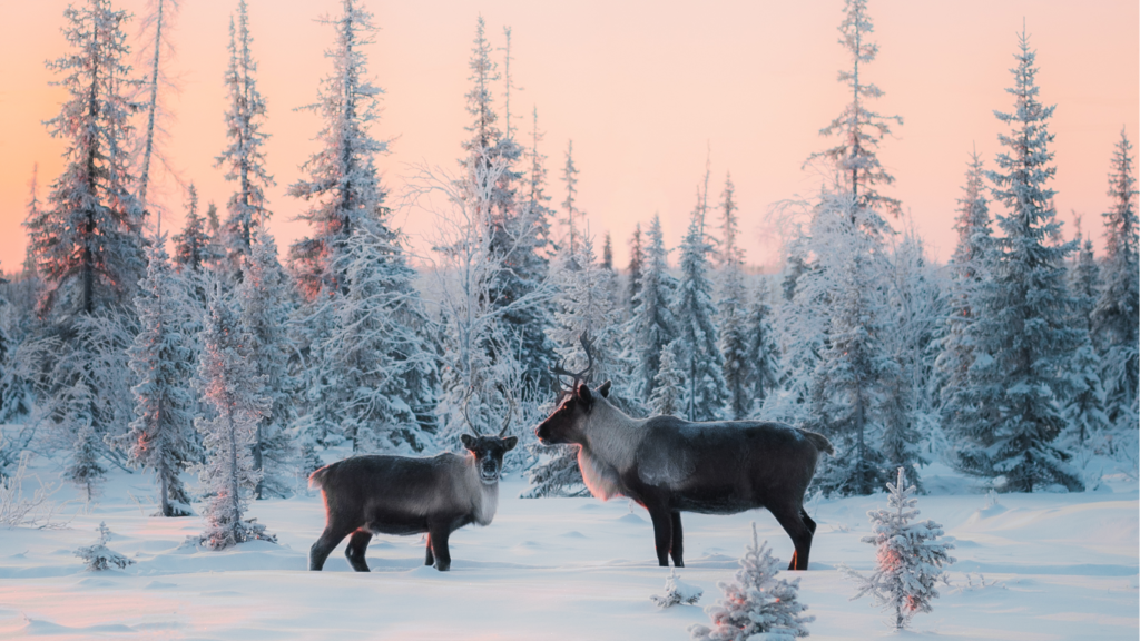The Best of Winter in Fairbanks, Alaska: Planning Your Trip - Borealis Mom