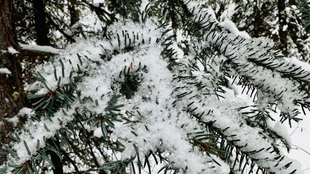 The Best Uses of Spruce in Wilderness Survival - Borealis Outdoors
