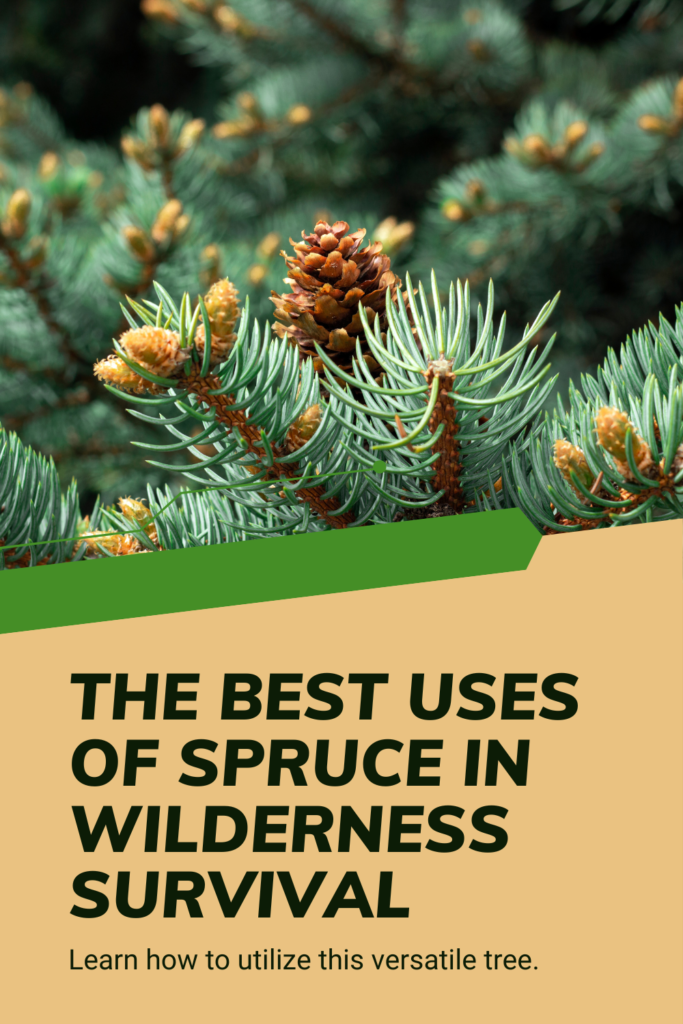 The Best Uses of Spruce in Wilderness Survival - Borealis Outdoors