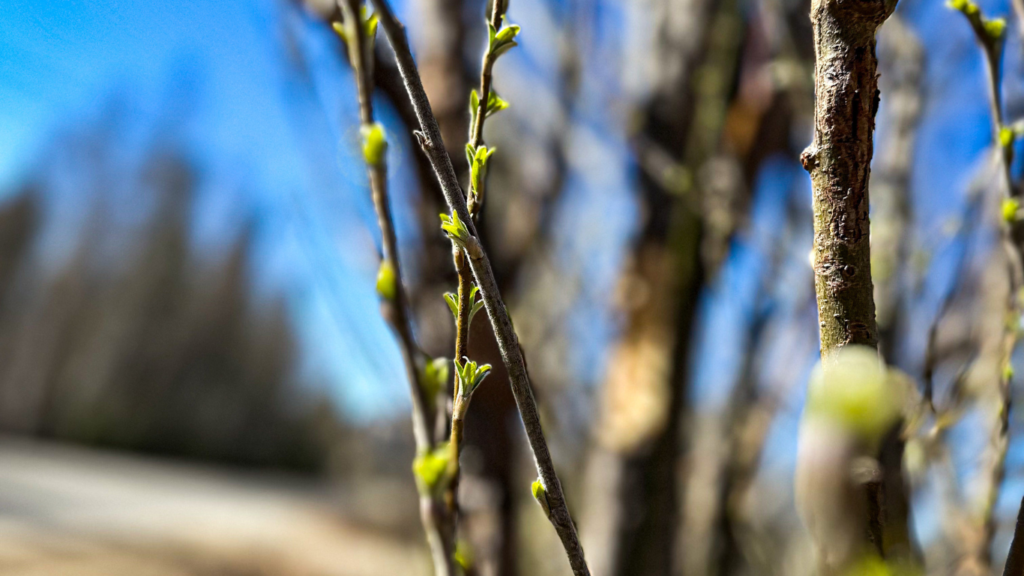The Ultimate Guide for Willow Tree Use on the Homestead