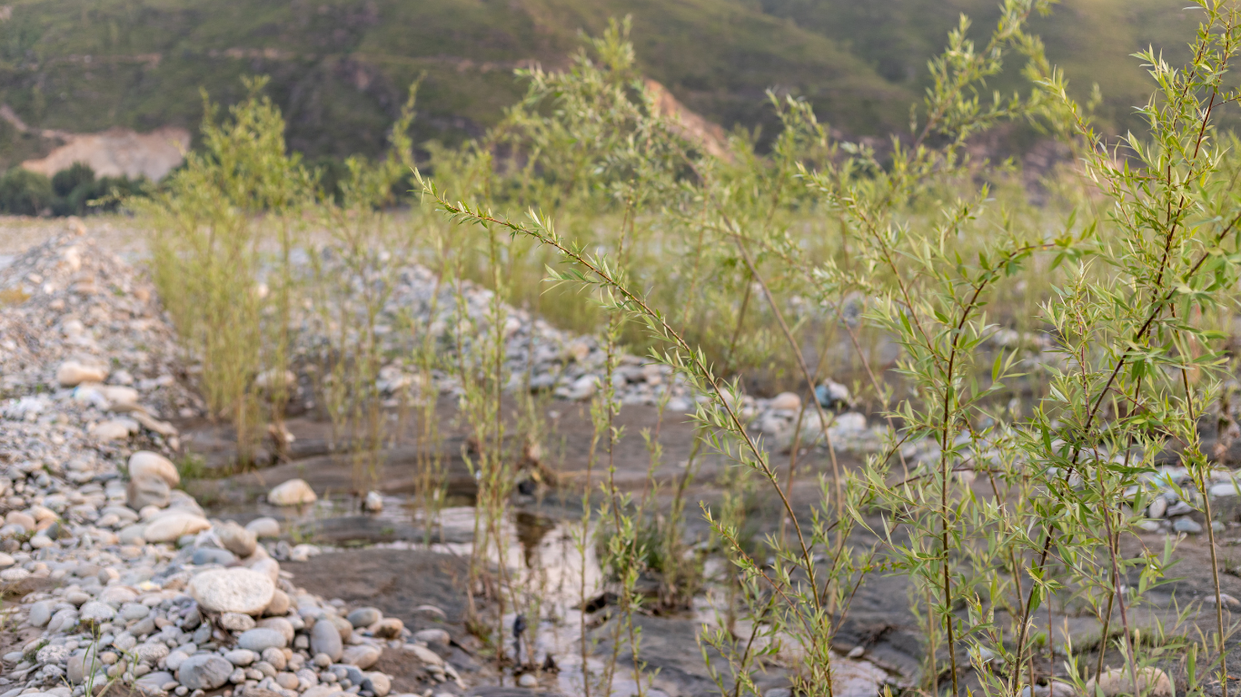 The Ultimate Guide for Willow Tree Use on the Homestead