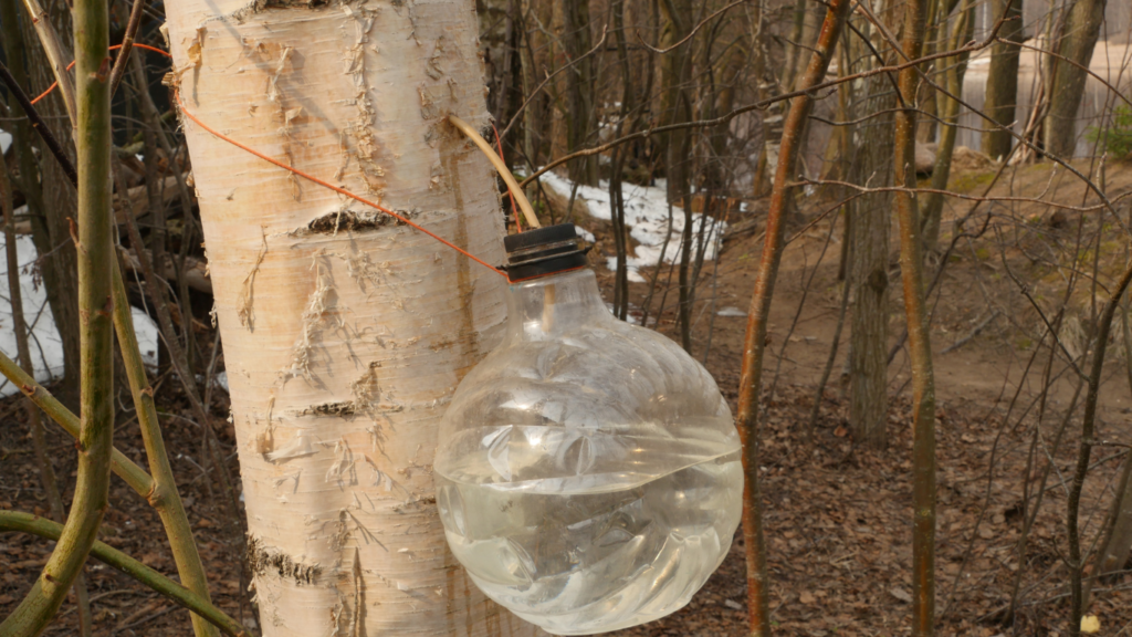 The Ultimate Guide to Foraging Birch for Food and Medicine - Borealis Mom