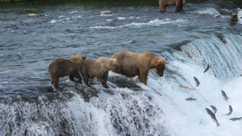 Bear Safety 101: Important Tips Every Adventurer Should Know